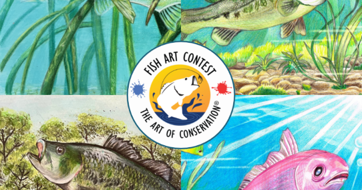 FWC announces winners of 2024 Florida State Fish Art Contest | FWC